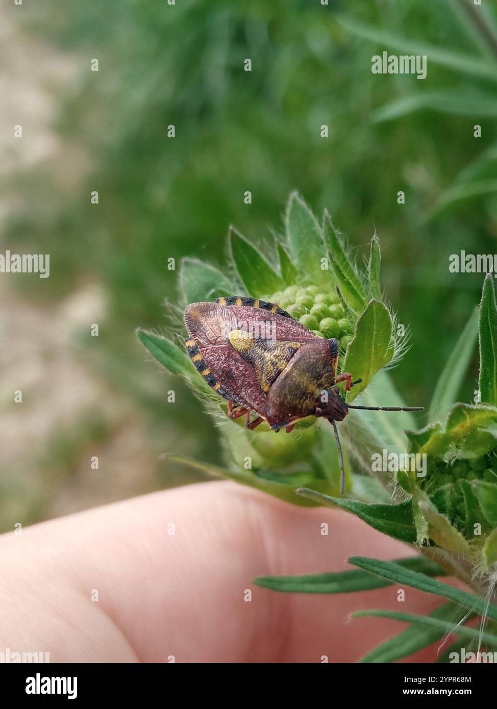 Black-shouldered Shieldbug (Carpocoris purpureipennis Stock Photo - Alamy