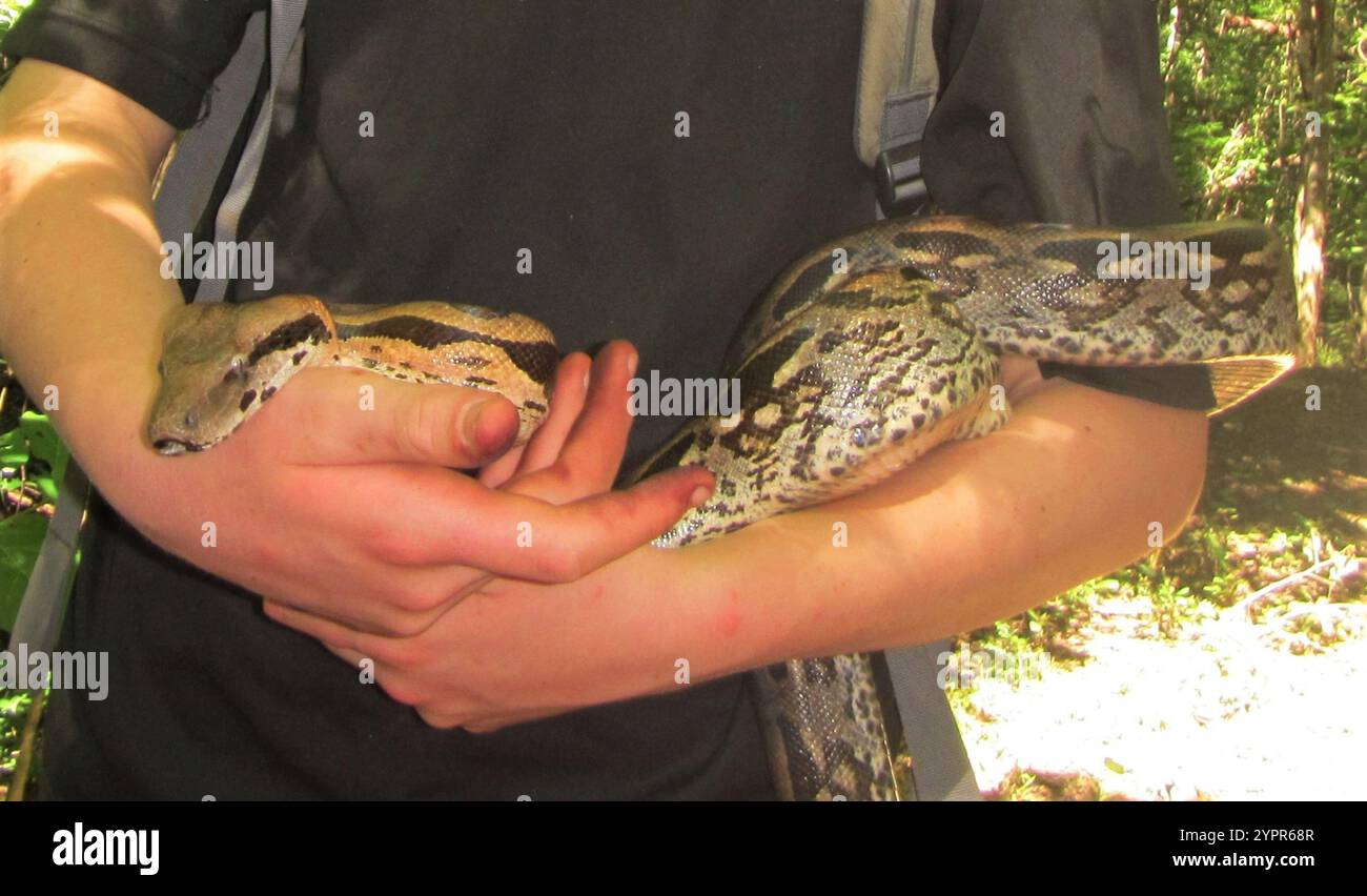 Madagascar Ground Boa (Acrantophis madagascariensis Stock Photo - Alamy