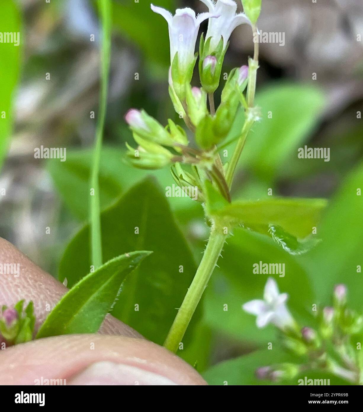 summer bluet (Houstonia purpurea Stock Photo - Alamy