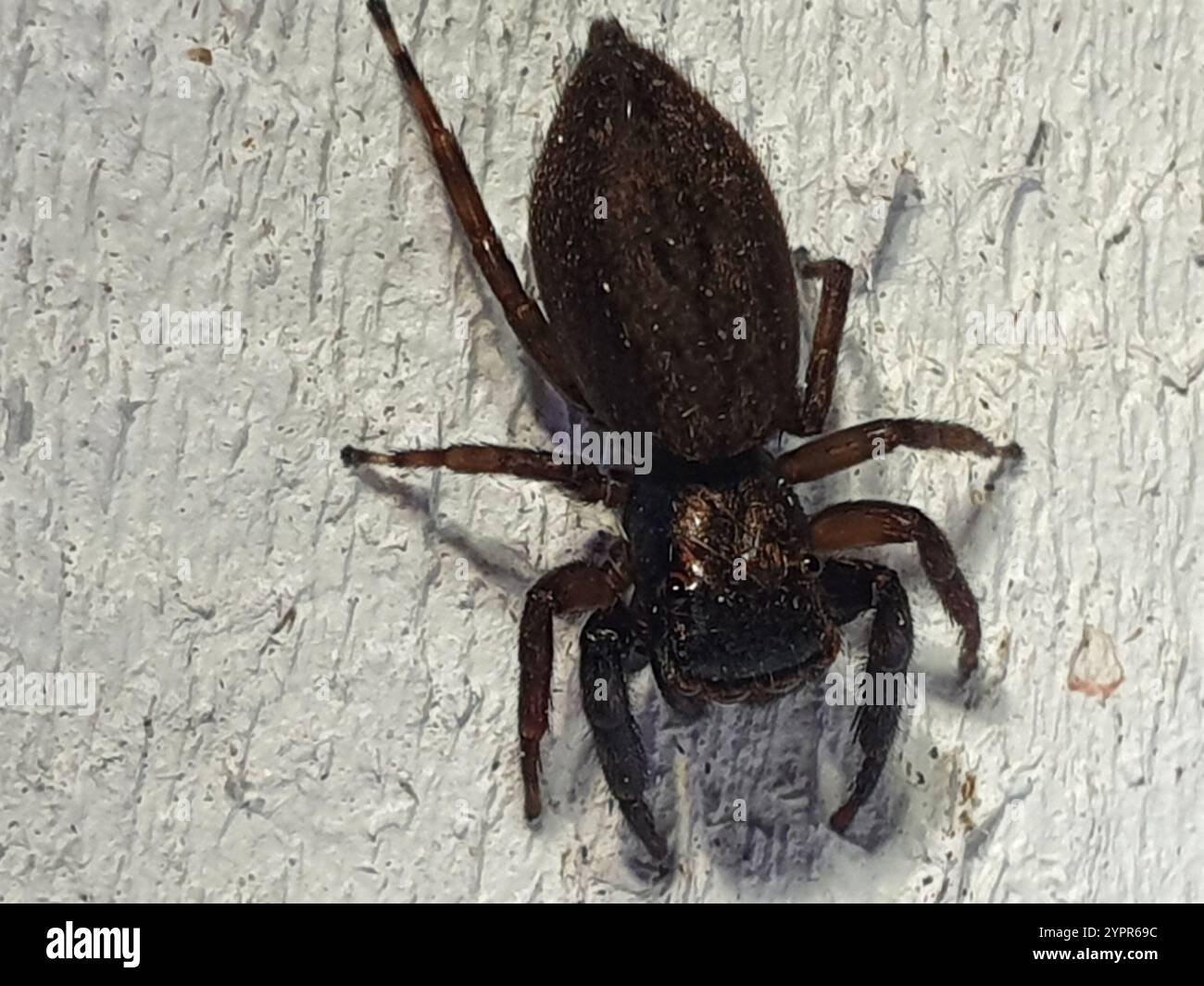 Golden-brown Jumping Spider (Trite auricoma Stock Photo - Alamy