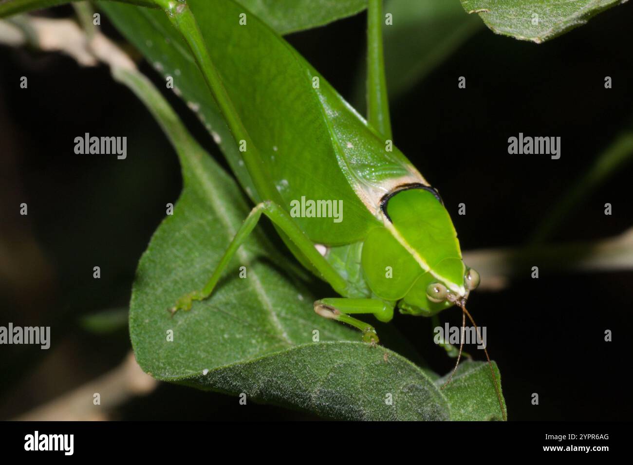 Neotropical Giant Katydids (Stilpnochlora Stock Photo - Alamy
