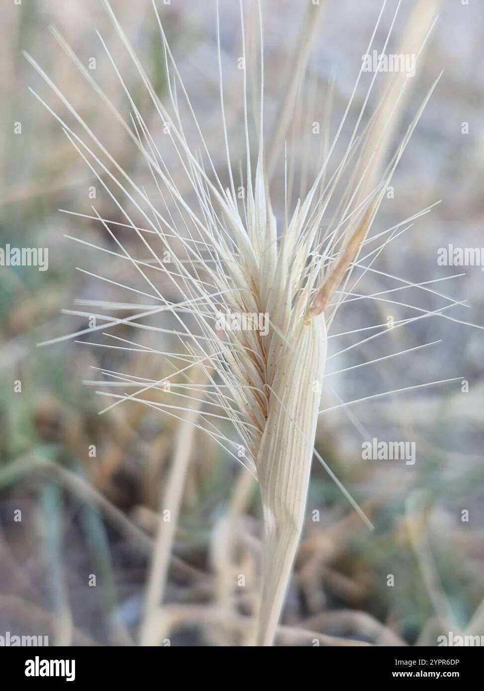 Foxtail Barley (Hordeum jubatum Stock Photo - Alamy
