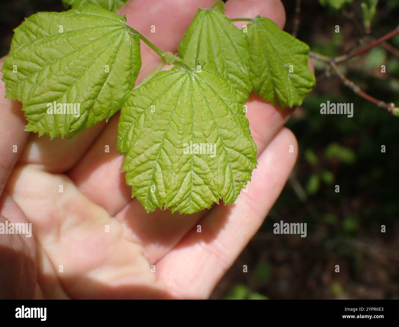 Vine Maple (Acer circinatum Stock Photo - Alamy