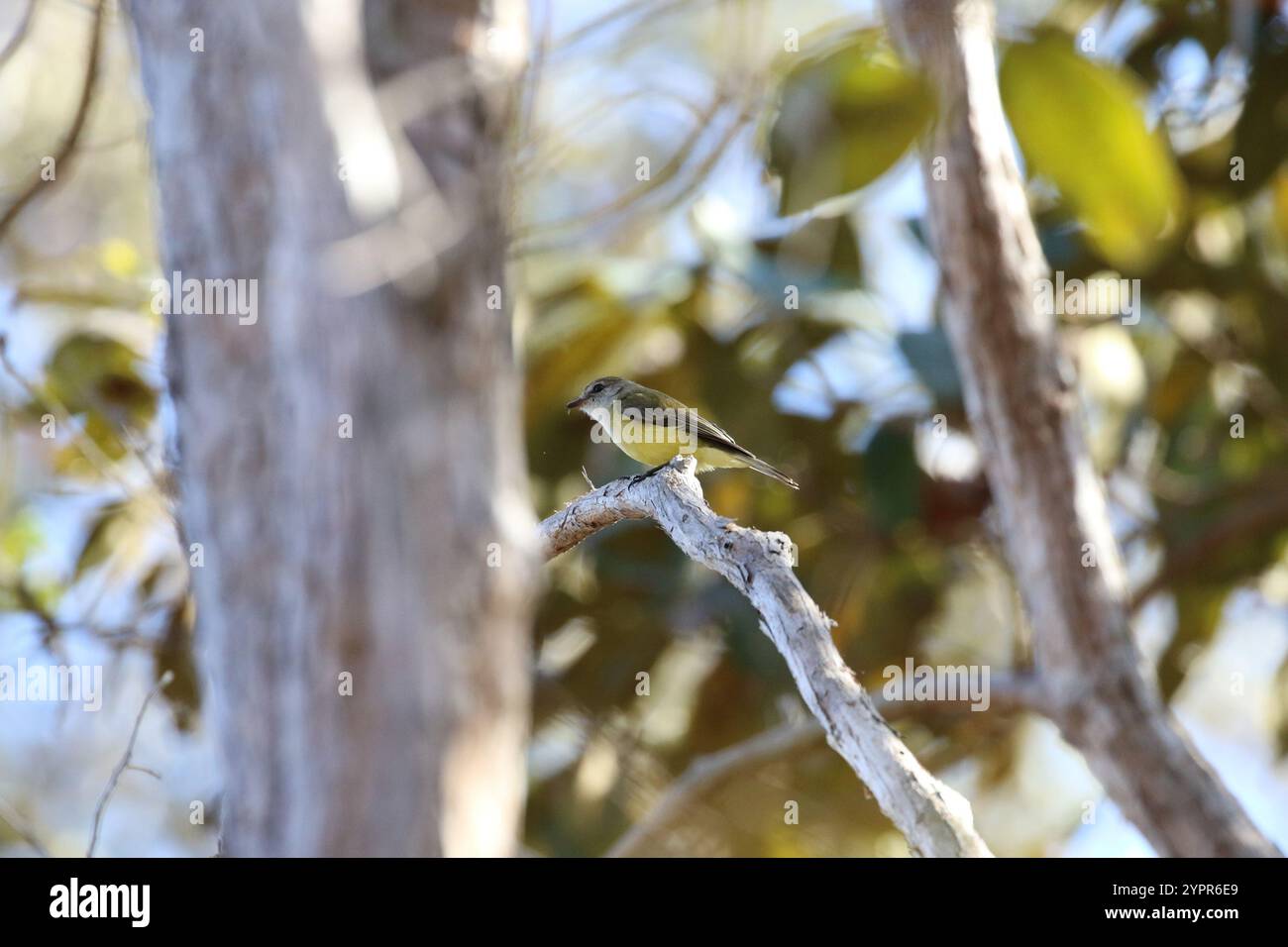 Lemon-bellied Flyrobin (Microeca flavigaster Stock Photo - Alamy