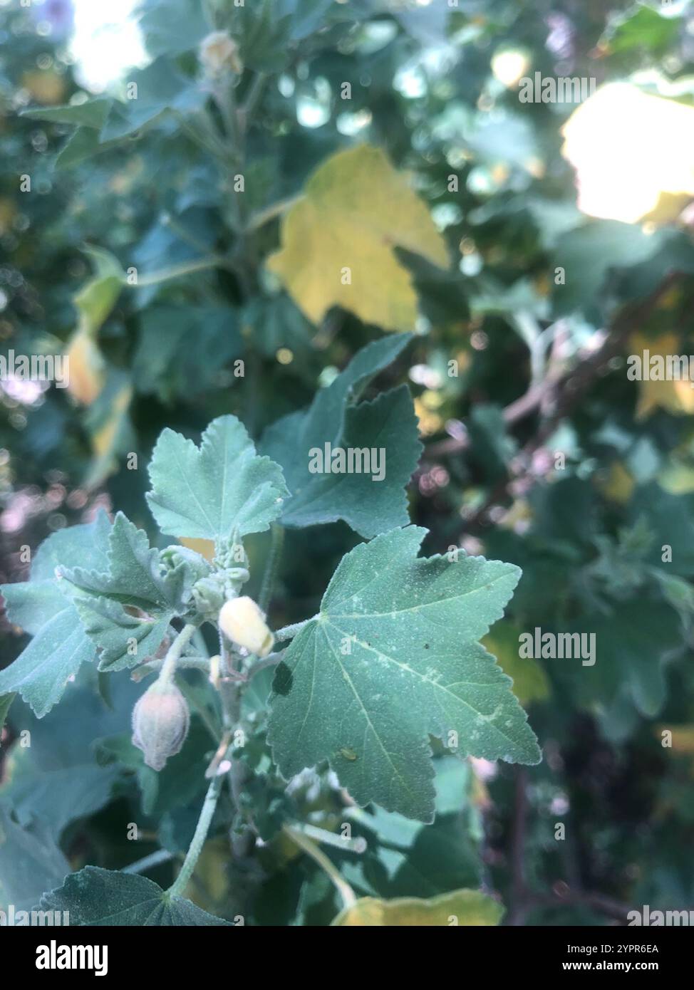 Sea Mallow (Malva subovata Stock Photo - Alamy