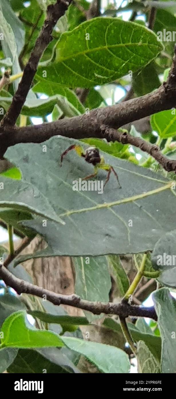 Green Jumping Spider (Mopsus mormon Stock Photo - Alamy