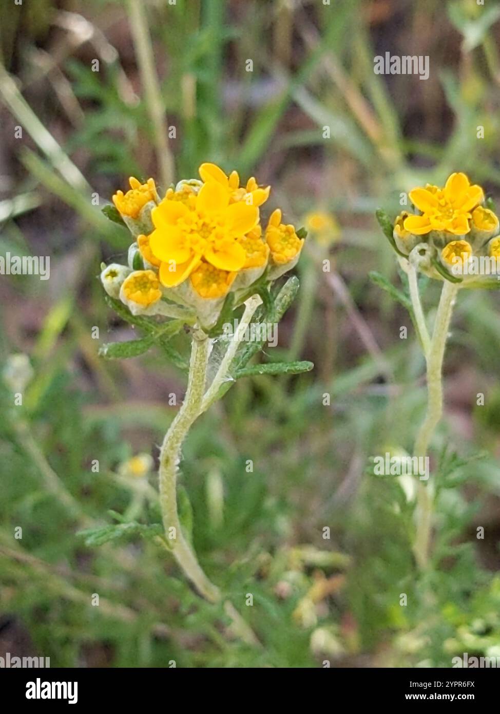 Golden Yarrow (Eriophyllum confertiflorum Stock Photo - Alamy