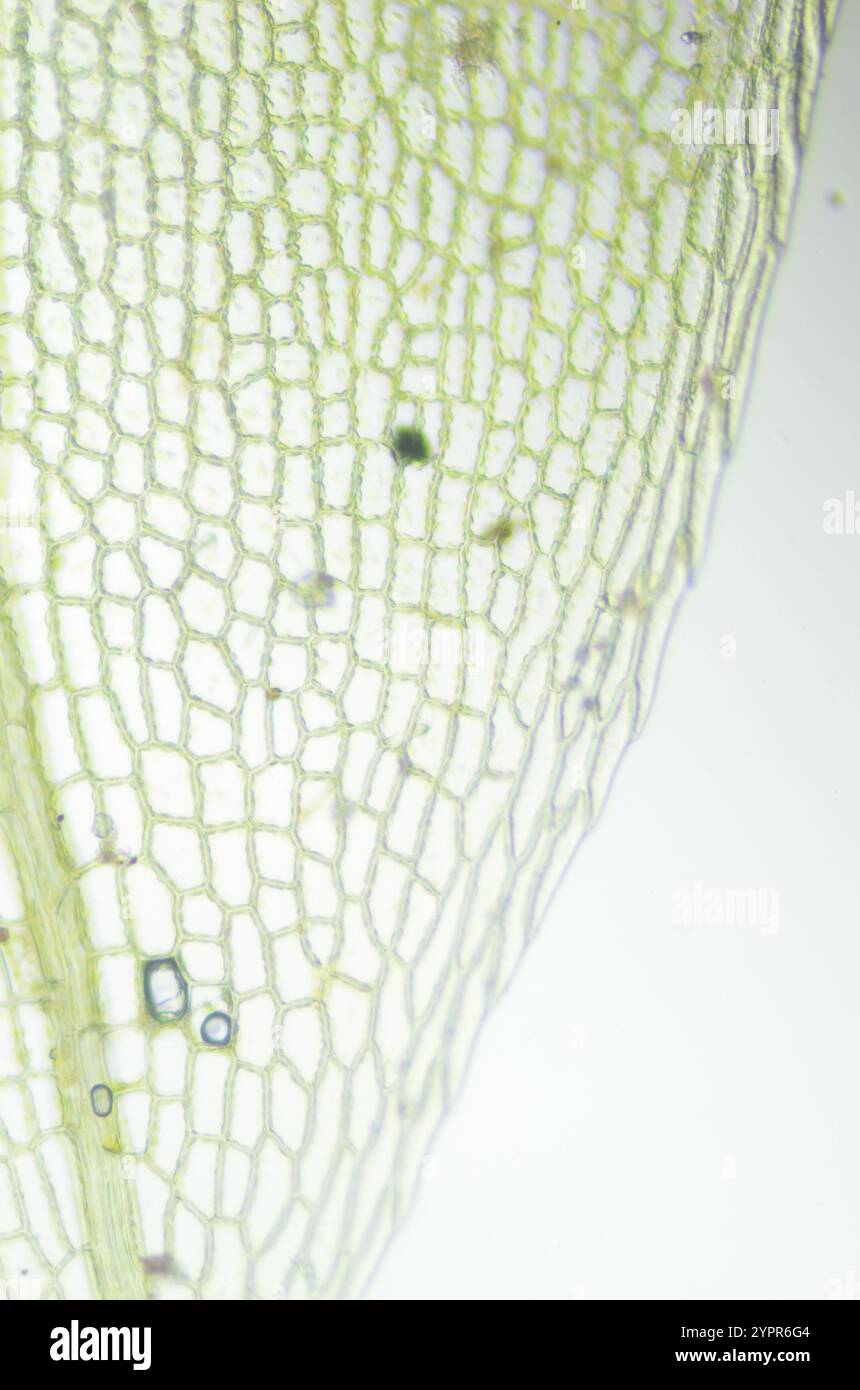 common bladder moss (Physcomitrium pyriforme Stock Photo - Alamy