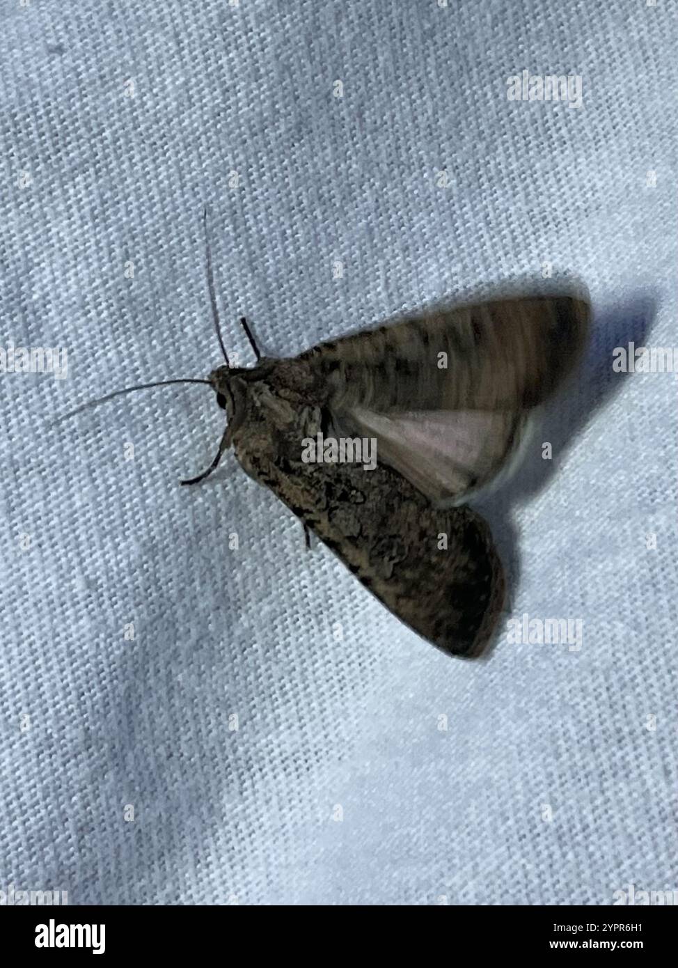 Variegated Cutworm Moth (Peridroma saucia Stock Photo - Alamy