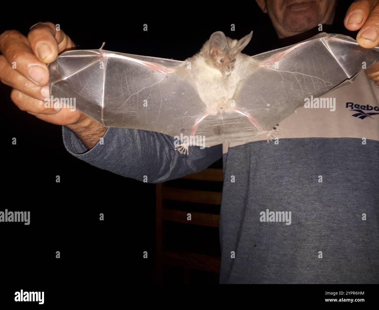 Round-eared Bats (Lophostoma Stock Photo - Alamy