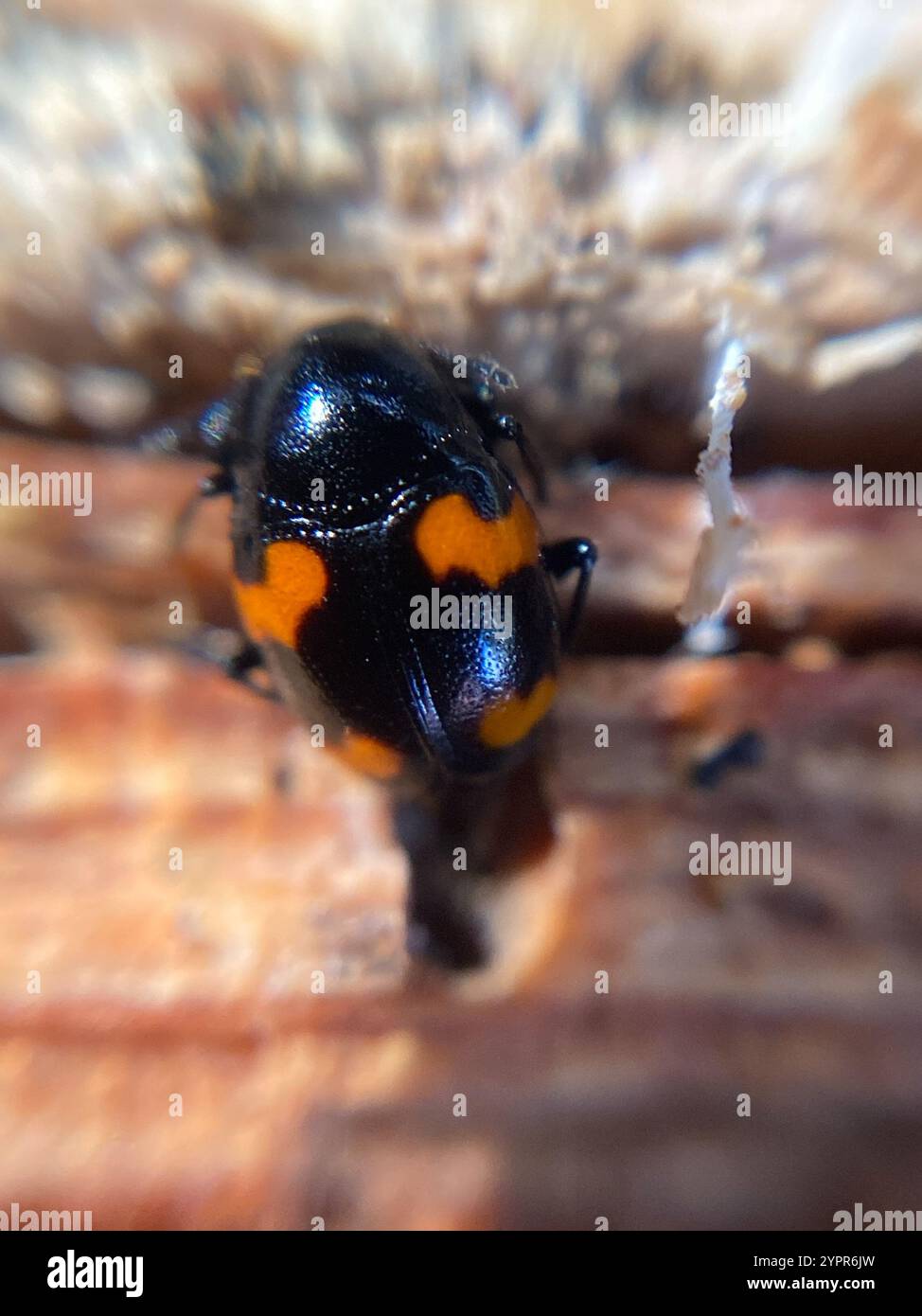 Orange-spotted Scaphidium (Scaphidium quadrimaculatum Stock Photo - Alamy