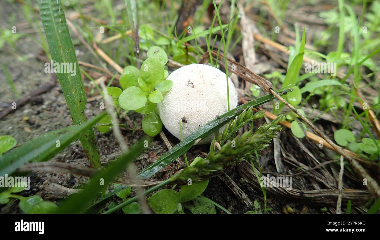 Meadow Puffball (Lycoperdon pratense Stock Photo - Alamy