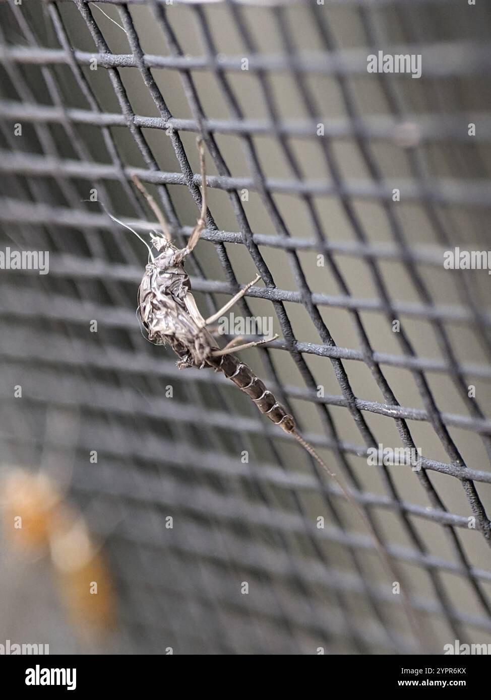 Small Mayflies (Baetidae Stock Photo - Alamy