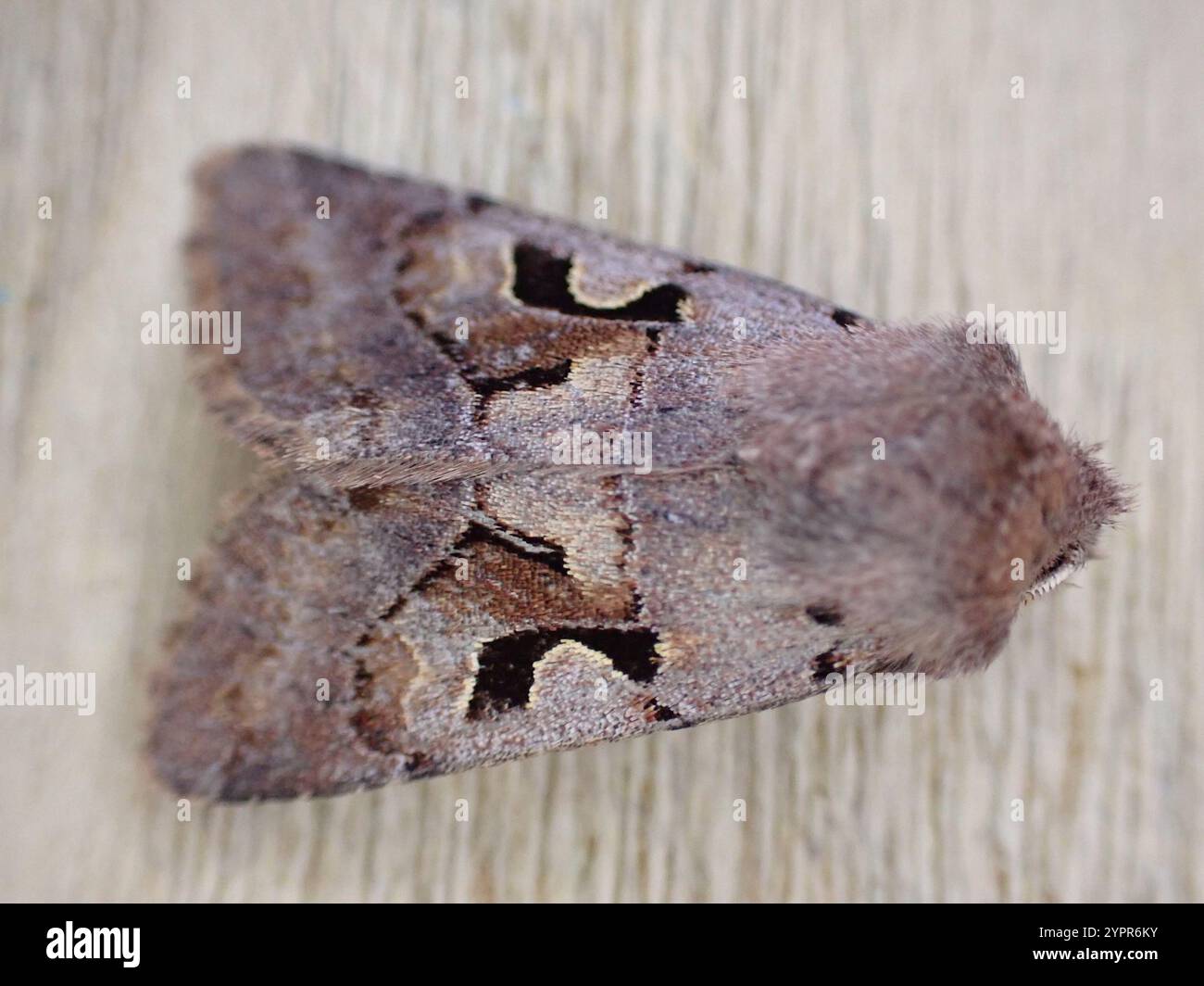 Hebrew Character (Orthosia gothica Stock Photo - Alamy