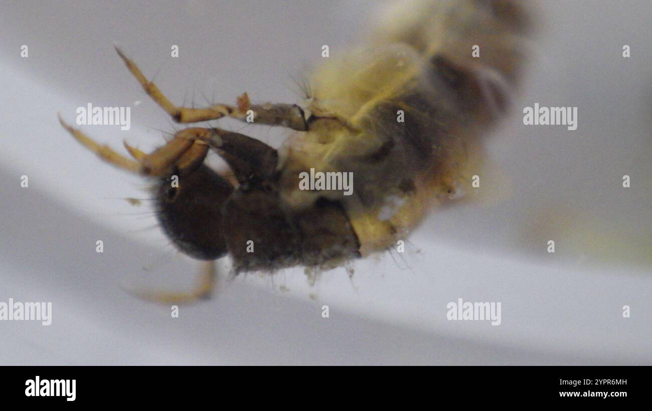 Mortarjoint Casemaker Caddisflies (Odontoceridae Stock Photo - Alamy