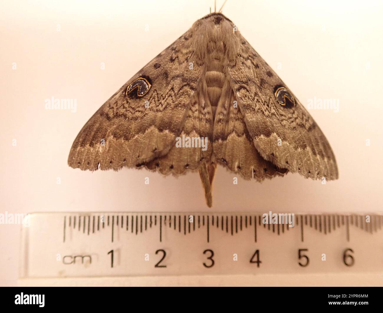 Northern Wattle Moth (Dasypodia cymatodes Stock Photo - Alamy