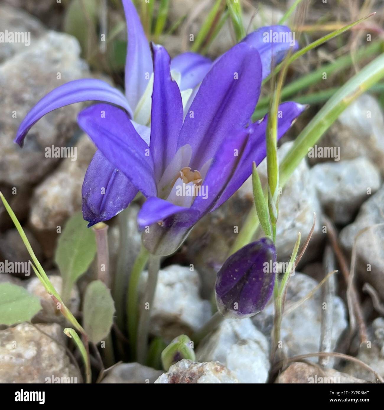 Dwarf Brodiaea (Brodiaea terrestris Stock Photo - Alamy