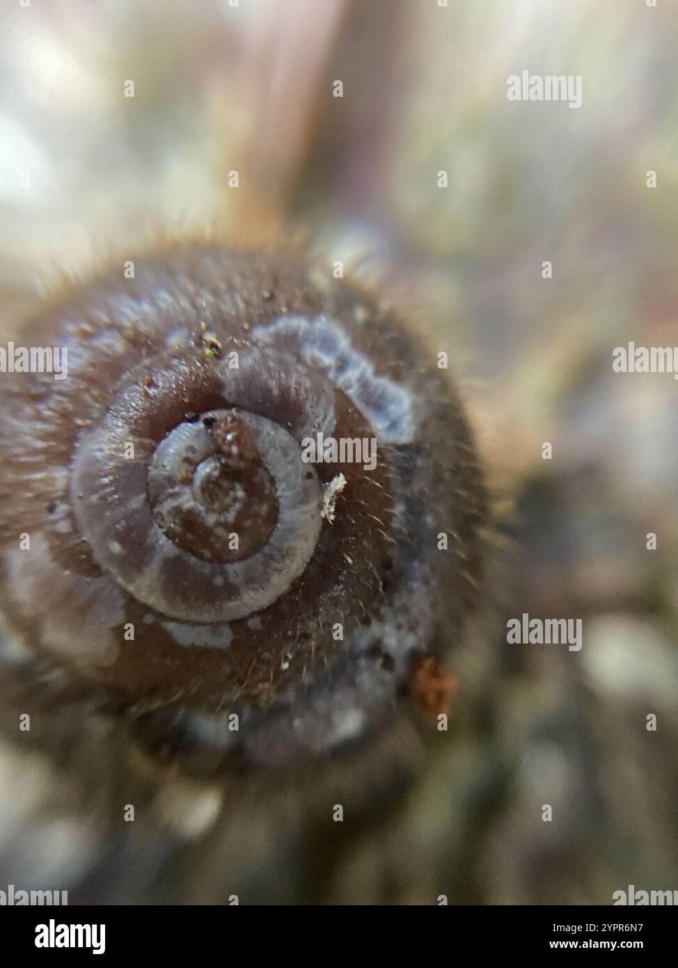 Helicodonta hi-res stock photography and images - Alamy