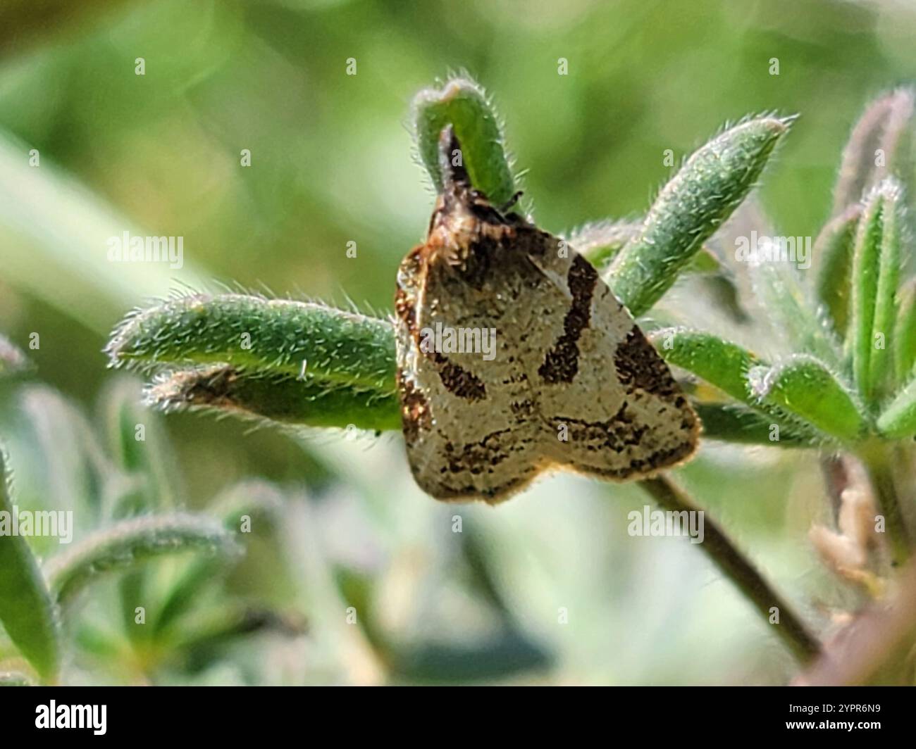 Tortricine Leafroller Moths (Tortricinae Stock Photo - Alamy
