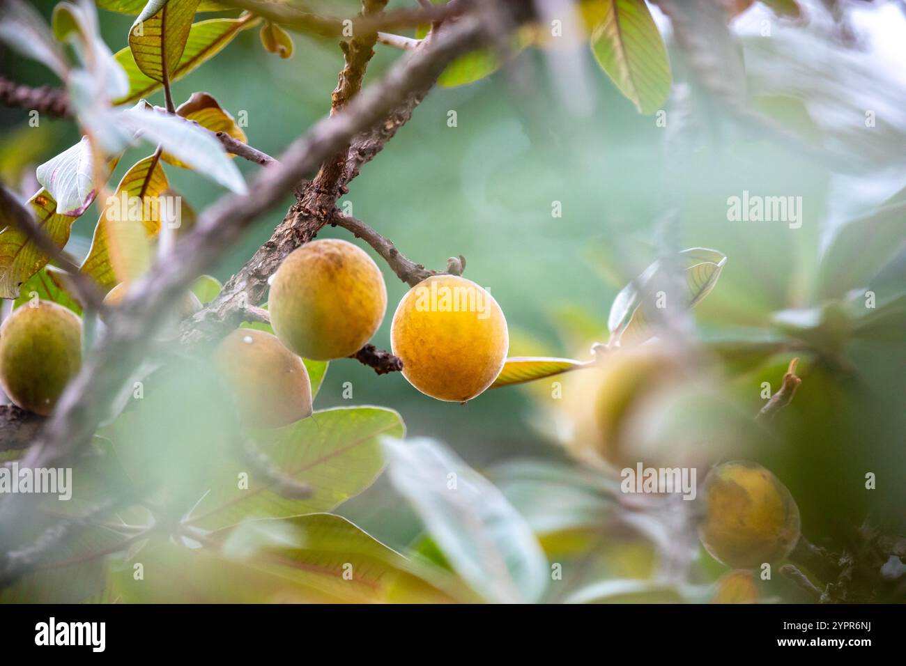 Curriola (Pouteria ramiflora) wild fruit from the Brazilian cerrado ...