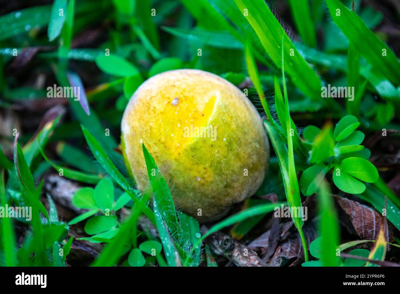 Curriola (Pouteria ramiflora) wild fruit from the Brazilian cerrado ...