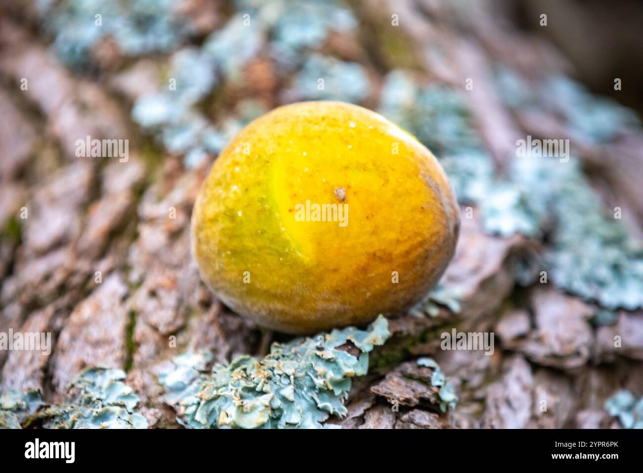 Curriola (Pouteria ramiflora) wild fruit from the Brazilian cerrado ...