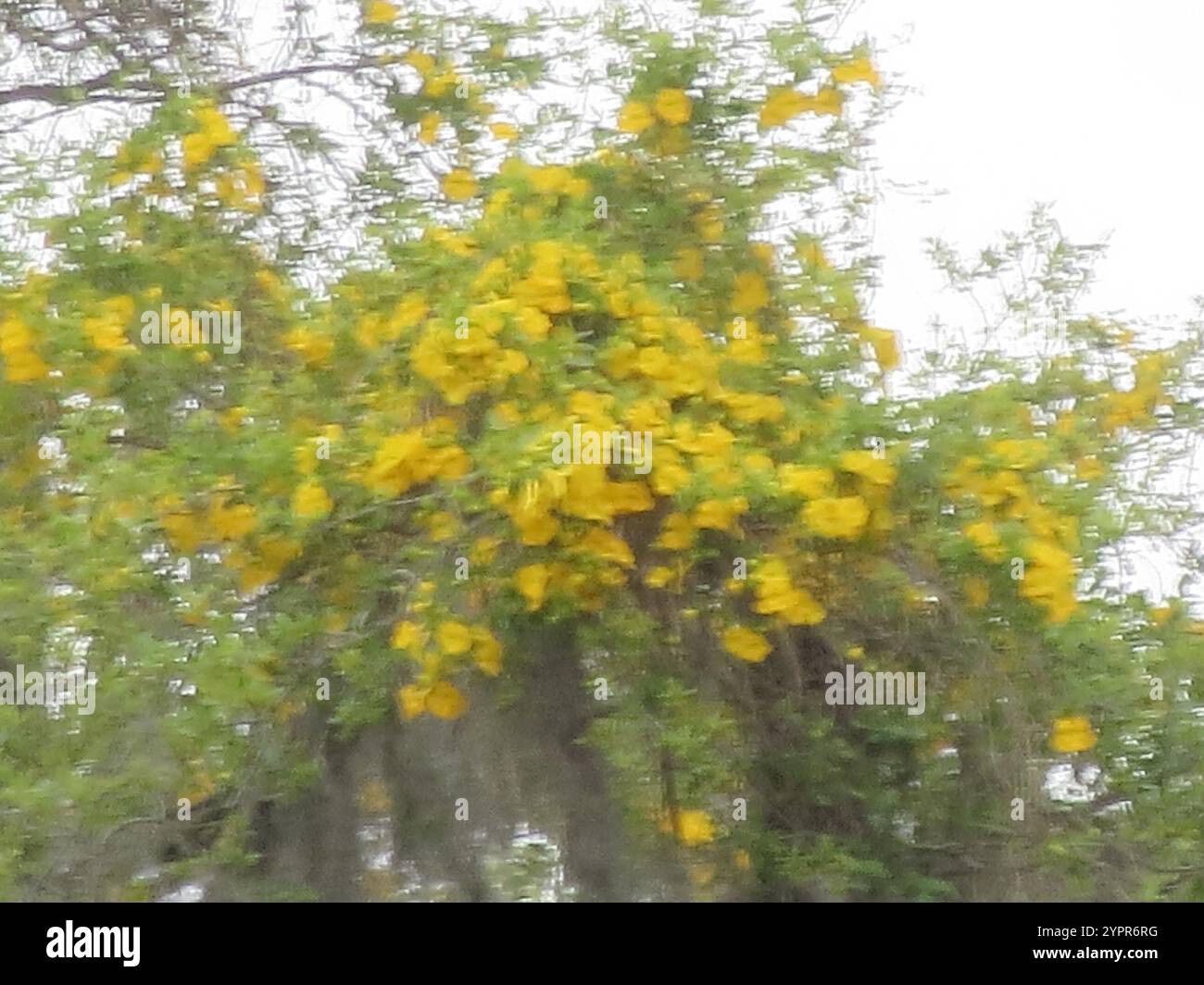 Catclaw vine (Dolichandra unguis-cati Stock Photo - Alamy