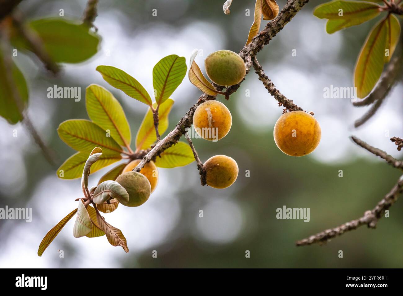 Curriola (Pouteria ramiflora) wild fruit from the Brazilian cerrado ...