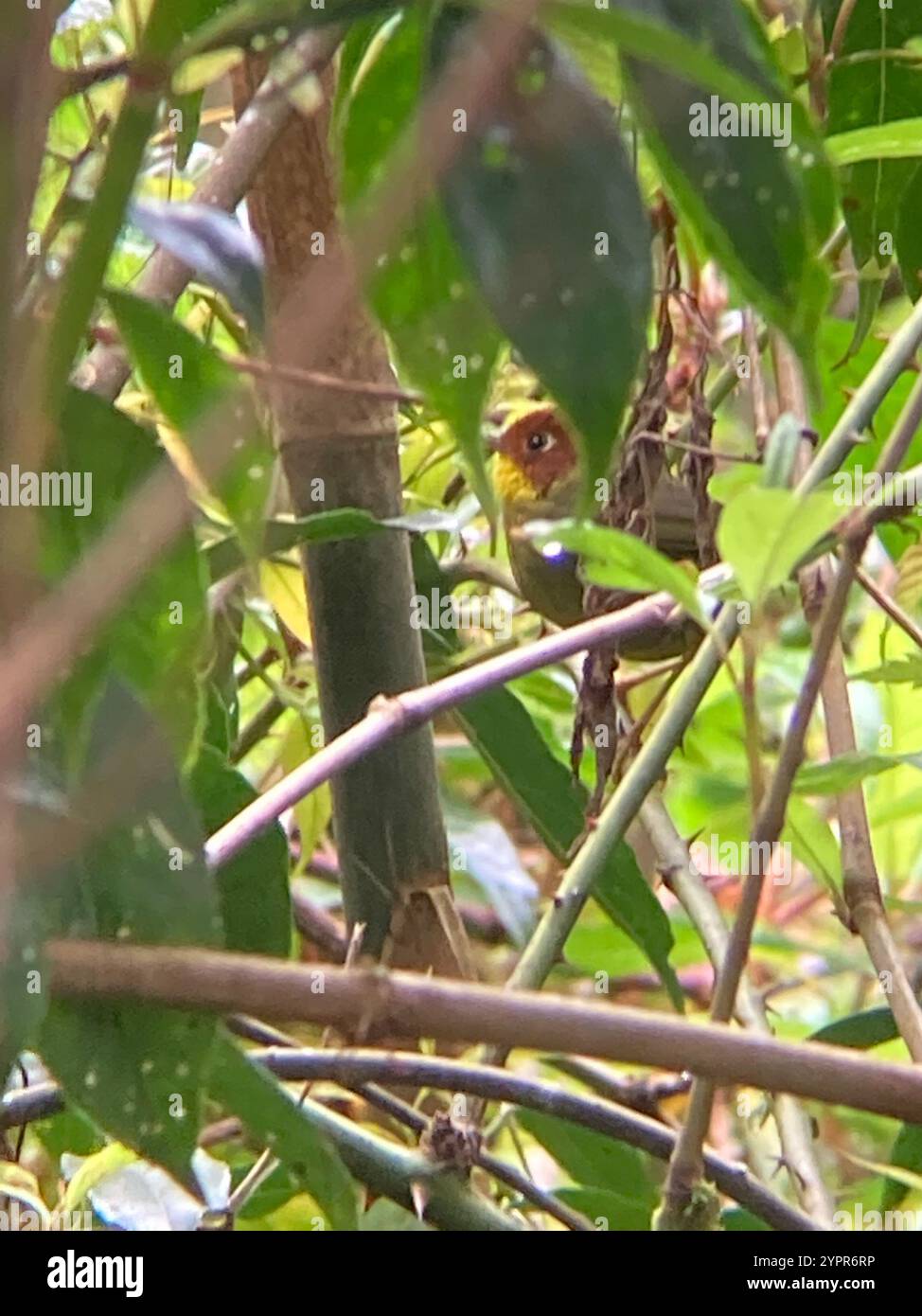 Chestnut-headed Tesia (Cettia castaneocoronata Stock Photo - Alamy