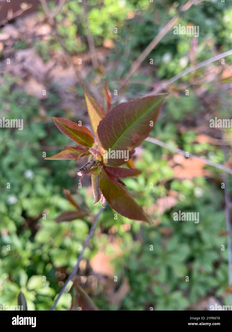 smooth shadbush (Amelanchier laevis Stock Photo - Alamy
