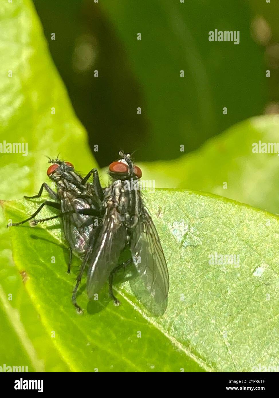 Common Flesh Flies (Sarcophaga Stock Photo - Alamy