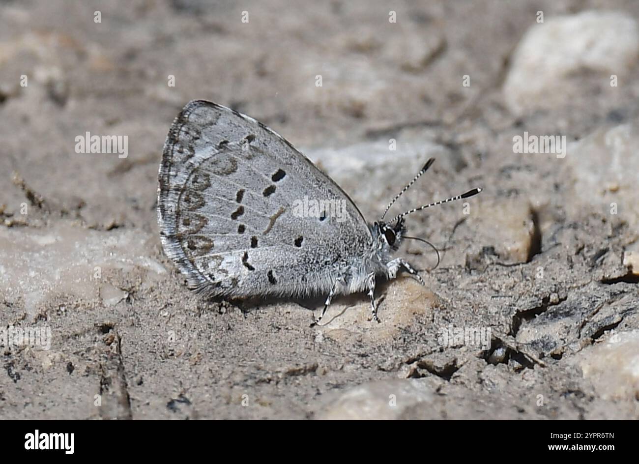 Spring Azure (Celastrina ladon Stock Photo - Alamy