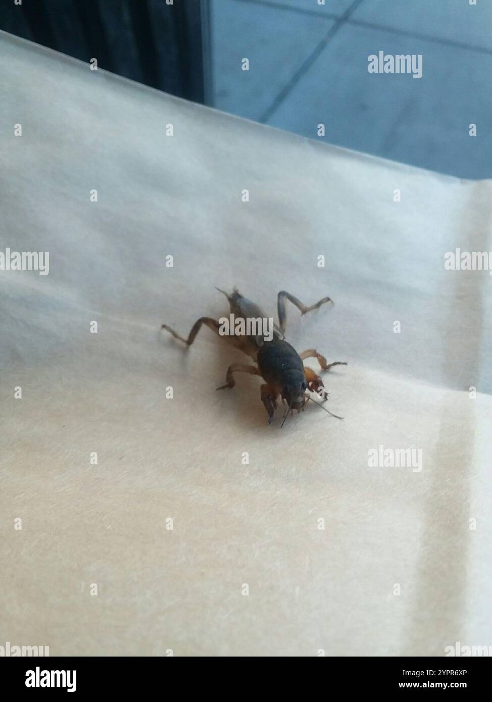 Southern Mole Cricket (Neoscapteriscus borellii Stock Photo - Alamy