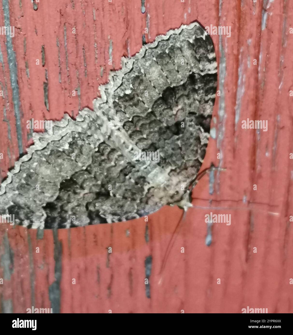 Tissue (Triphosa dubitata Stock Photo - Alamy