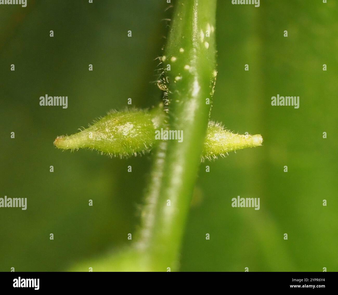 Hackberry Columnar Stem Gall Midge (Celticecis ramicola Stock Photo - Alamy