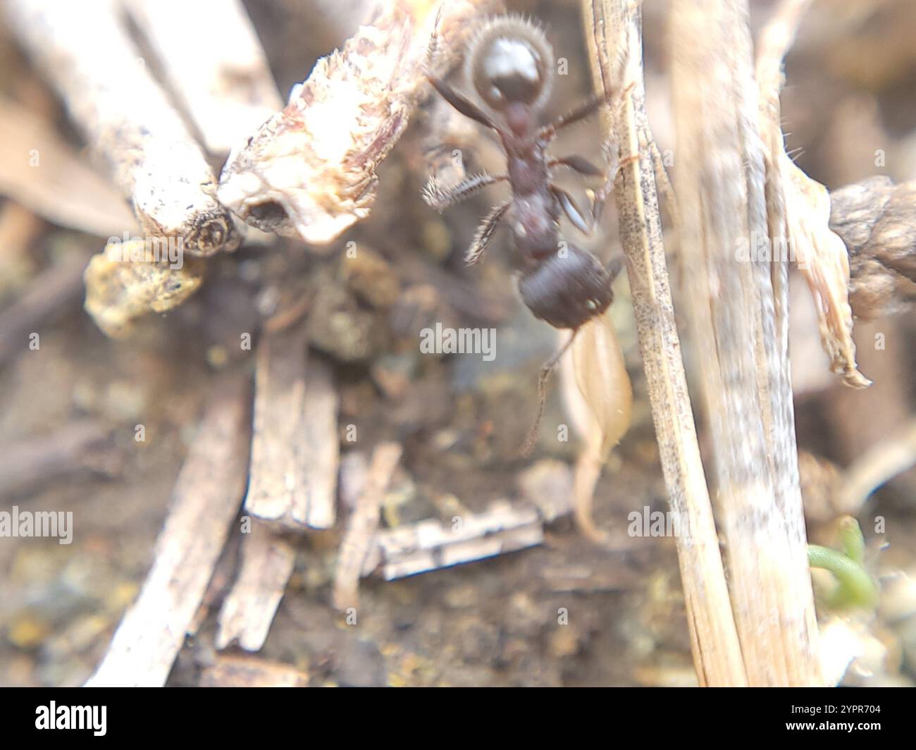Andre's Harvester Ant (Veromessor andrei Stock Photo - Alamy