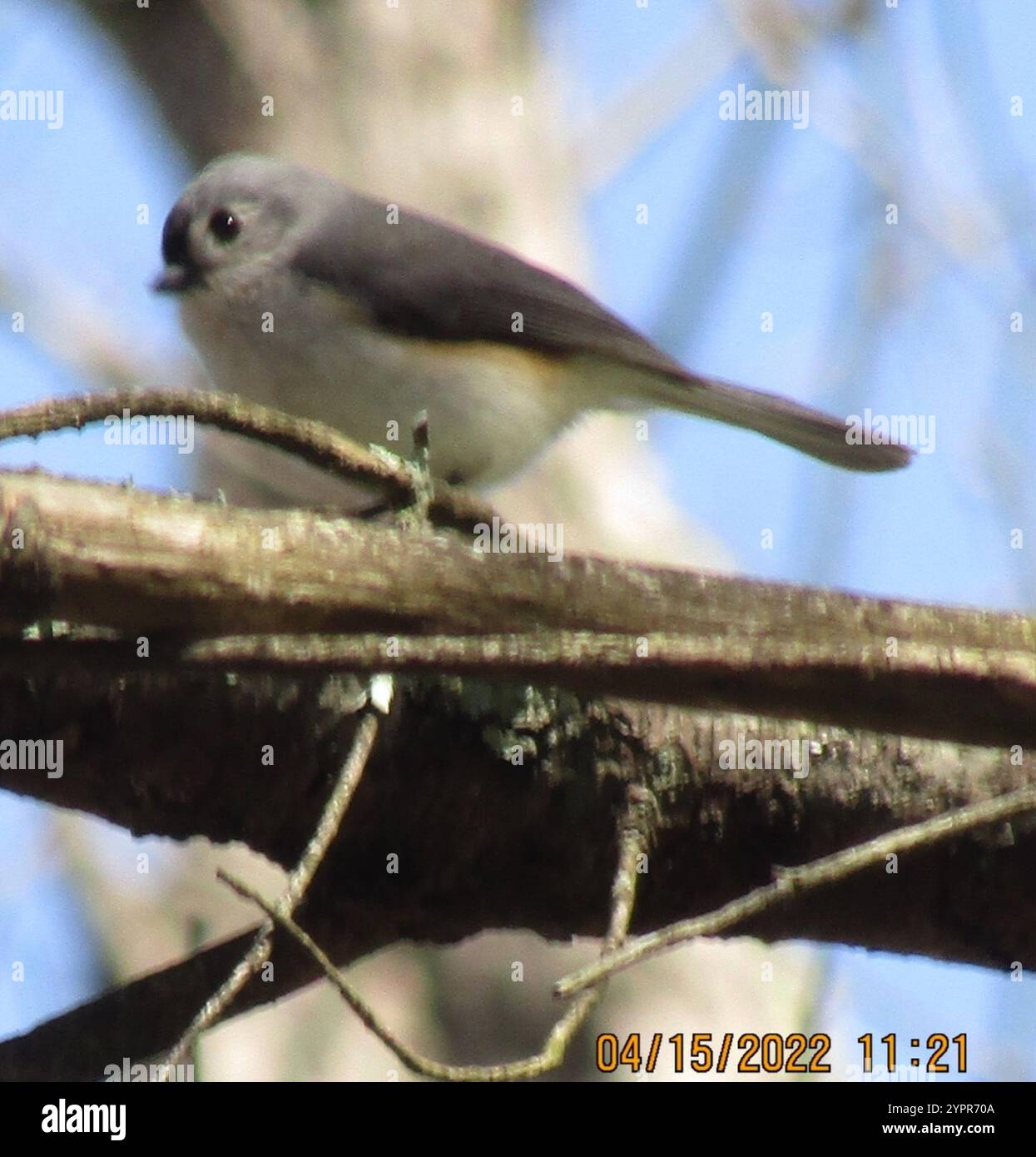 Tufted Titmouse (Baeolophus bicolor Stock Photo - Alamy