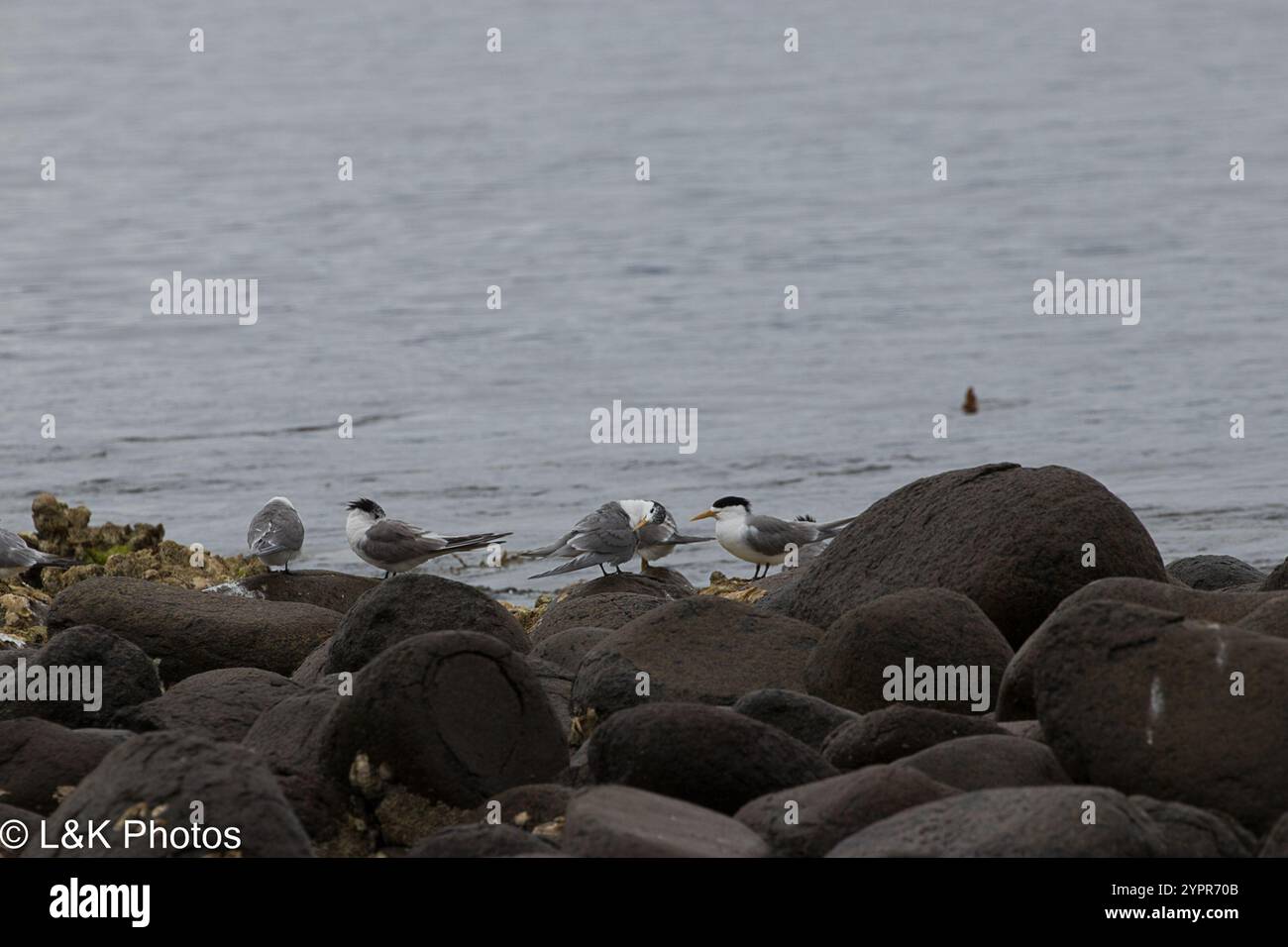 Great Crested Tern (Thalasseus bergii Stock Photo - Alamy