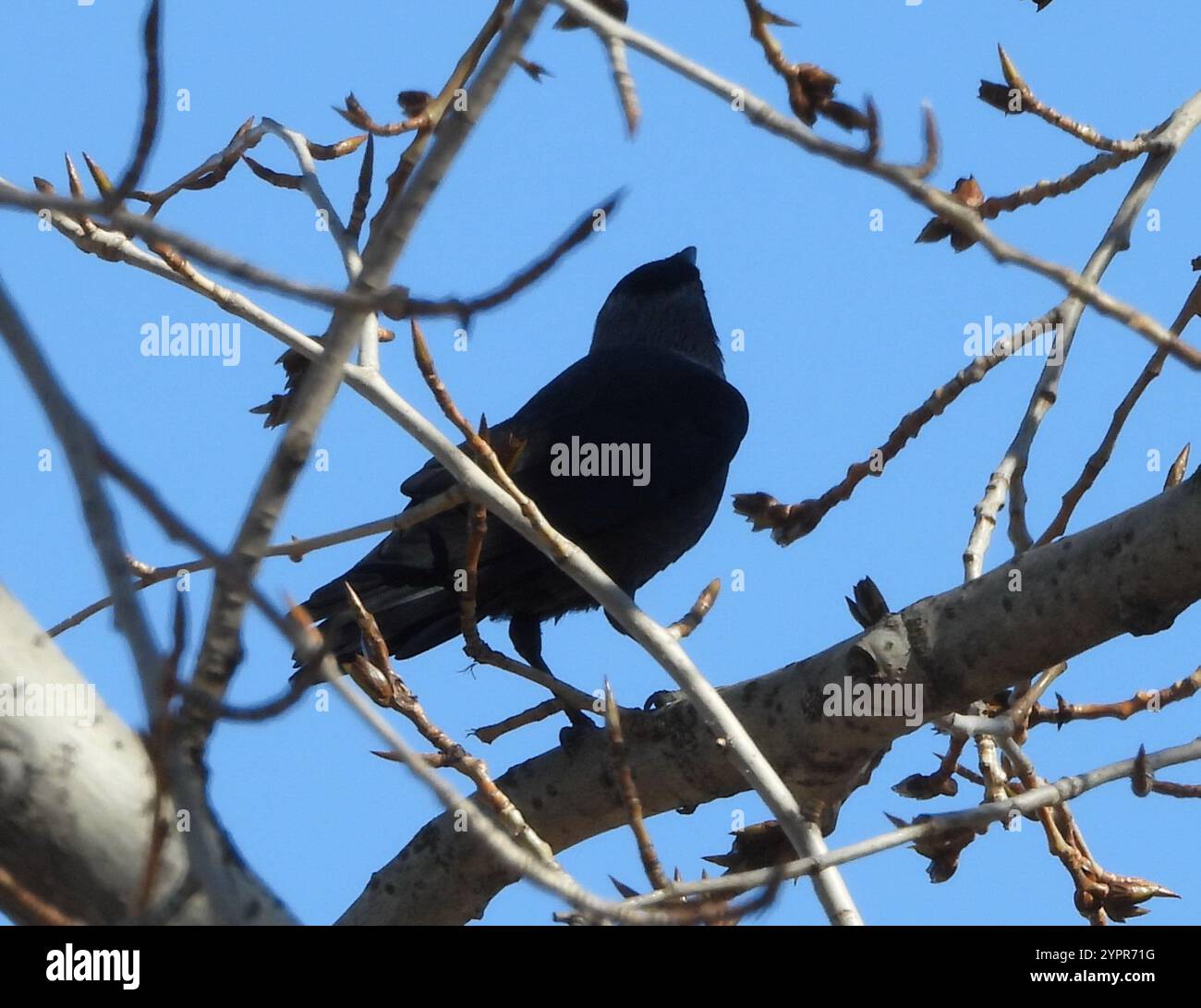Eurasian Jackdaw (Coloeus monedula Stock Photo - Alamy