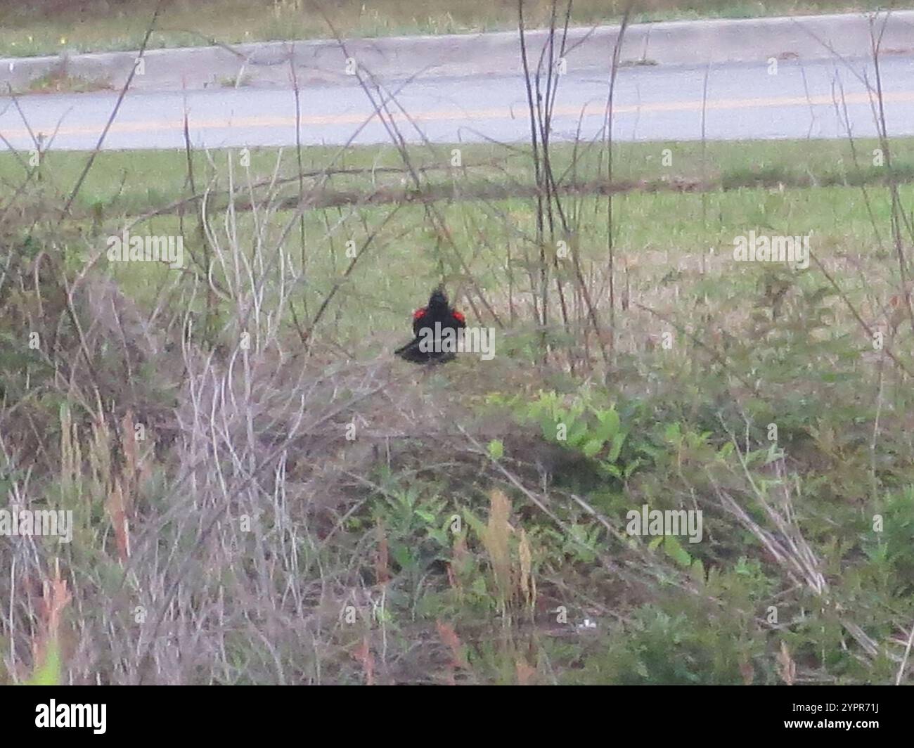 Red-winged Blackbird (Agelaius phoeniceus Stock Photo - Alamy