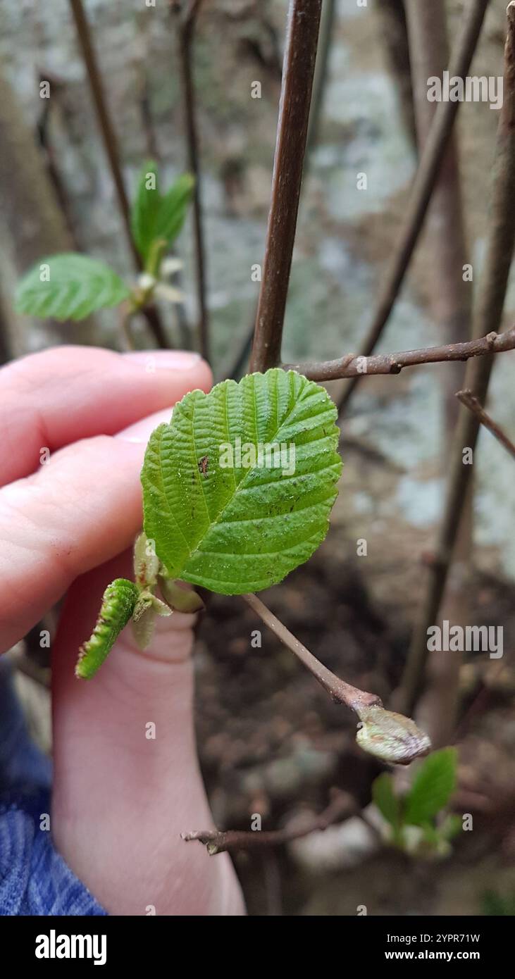 Red Alder (Alnus rubra Stock Photo - Alamy