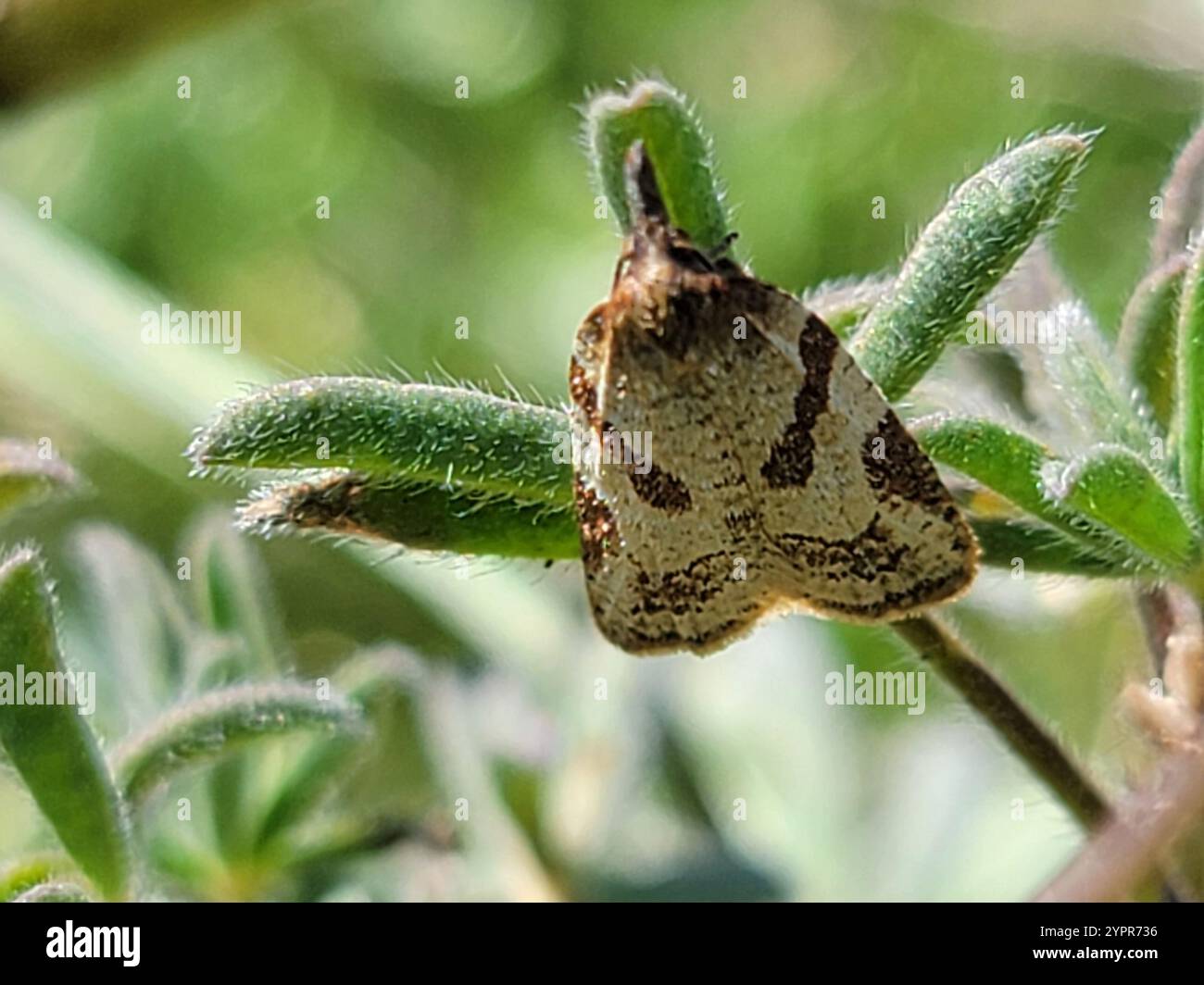 Tortricine Leafroller Moths (Tortricinae Stock Photo - Alamy