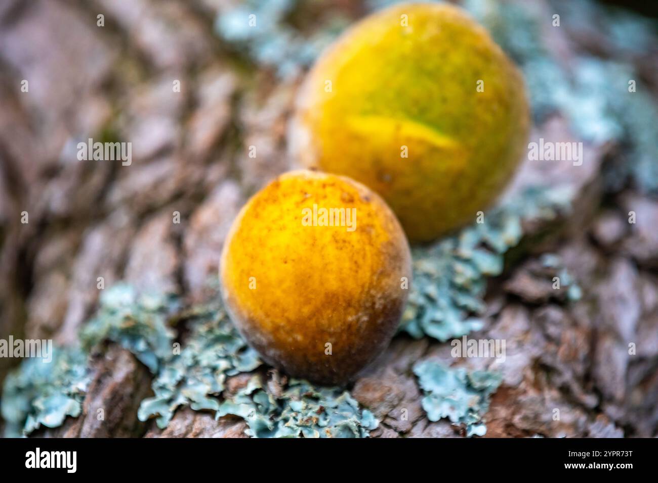 Curriola (Pouteria ramiflora) wild fruit from the Brazilian cerrado ...
