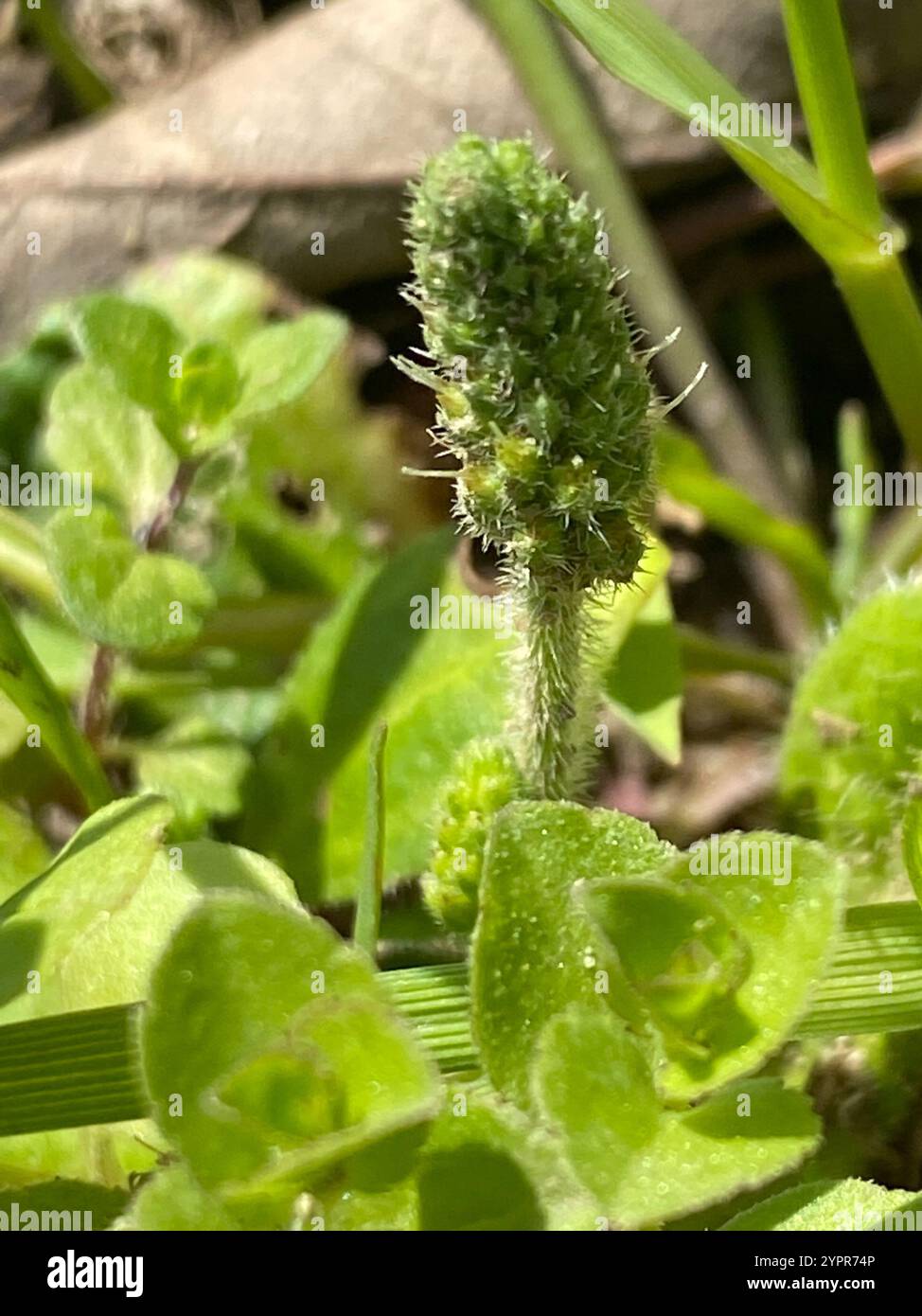 dwarf plantain (Plantago virginica Stock Photo - Alamy