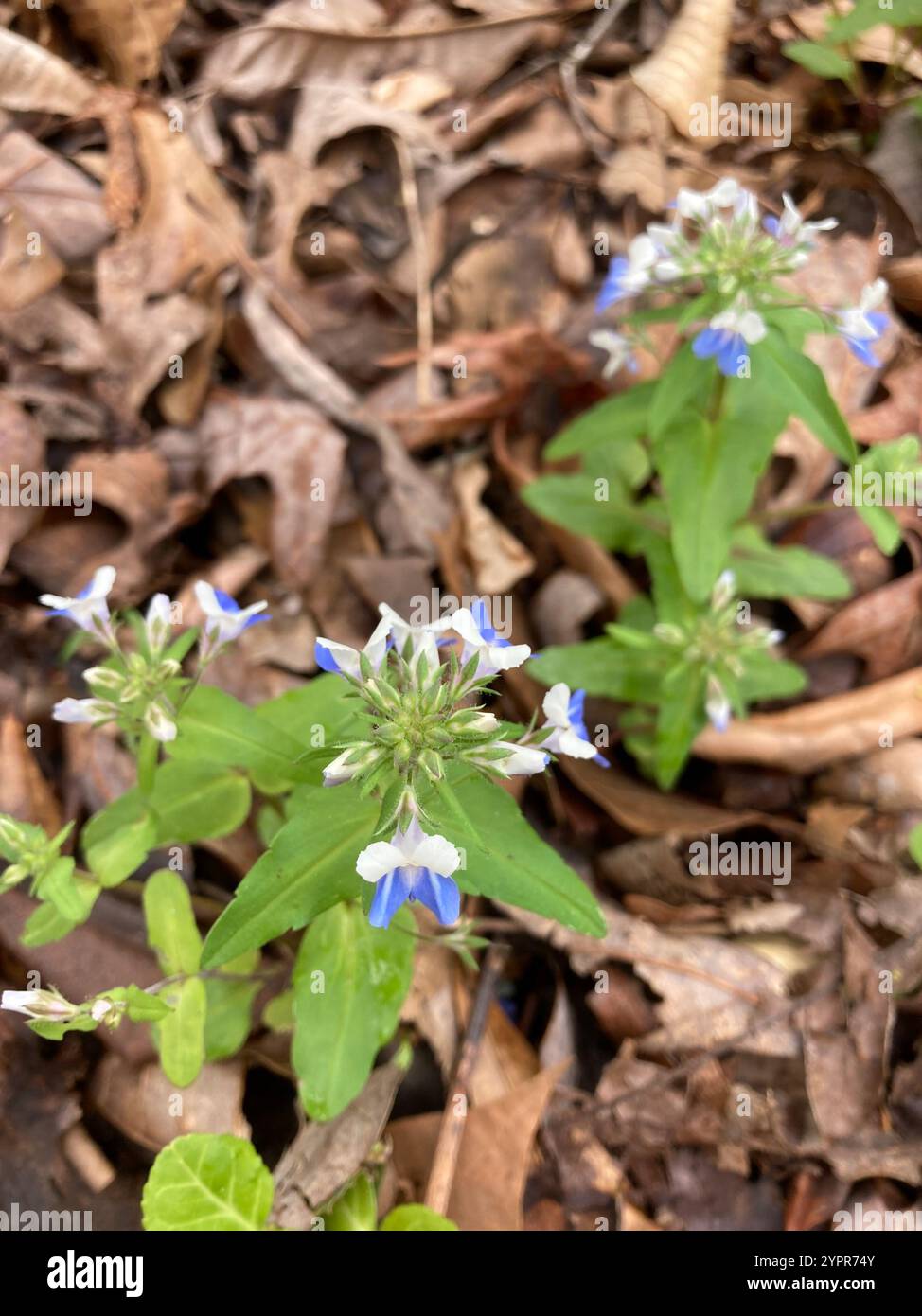 spring blue-eyed Mary (Collinsia verna Stock Photo - Alamy