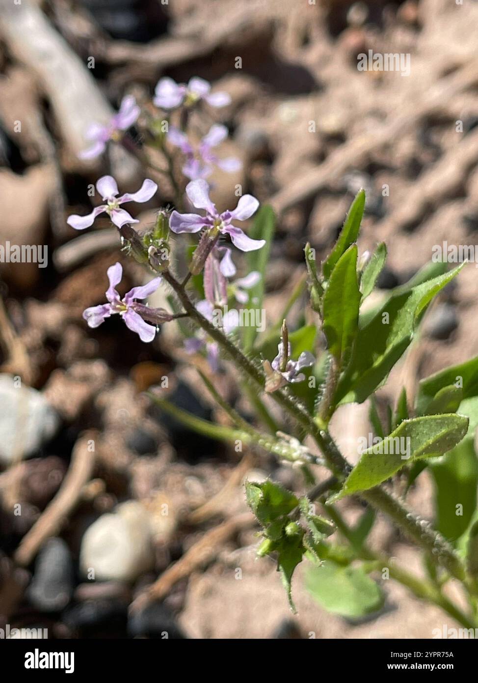 Chorispora tenella hi-res stock photography and images - Alamy