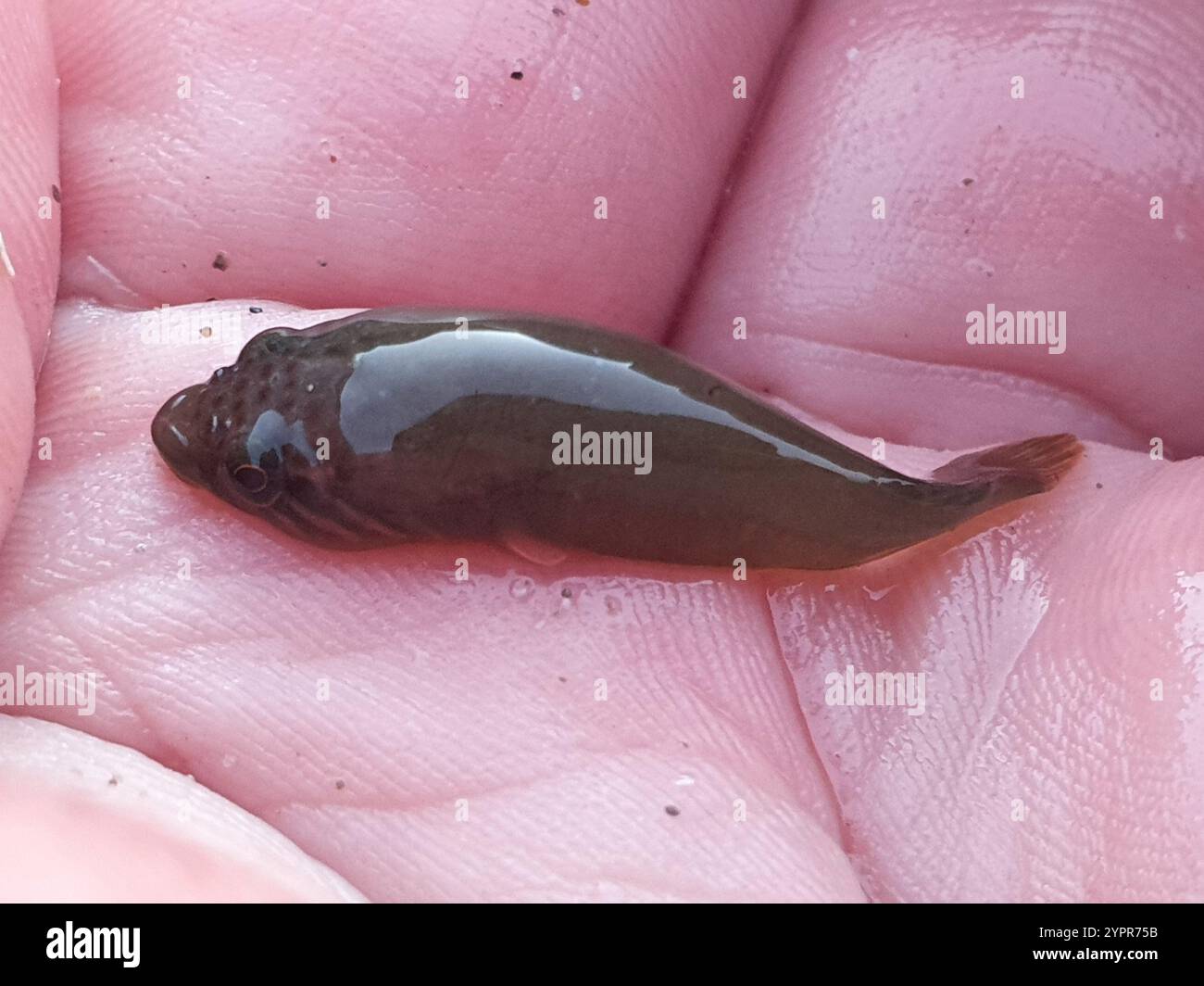 New Zealand Lumpfish (Trachelochismus pinnulatus Stock Photo - Alamy