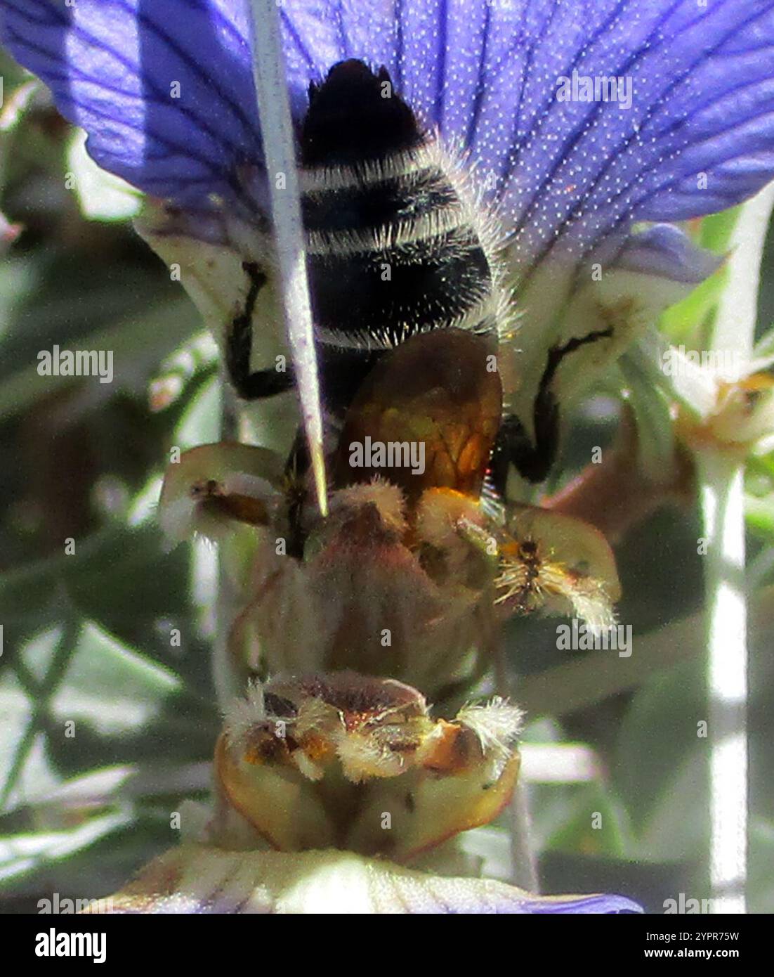 Scoliid Wasps (Scoliidae Stock Photo - Alamy