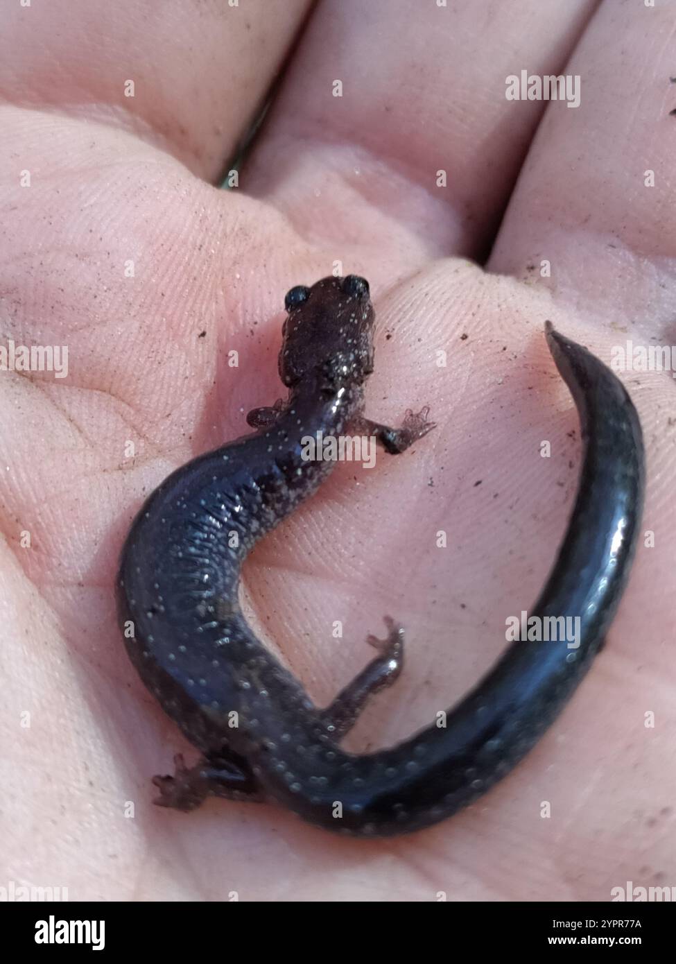 Eastern Red-backed Salamander (Plethodon cinereus Stock Photo - Alamy