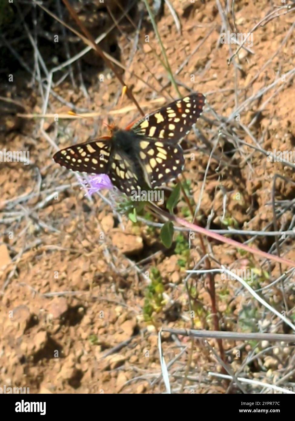 Variable Checkerspot (Euphydryas chalcedona Stock Photo - Alamy